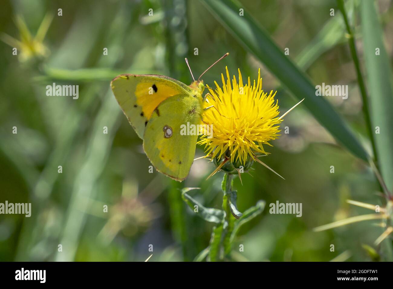 Closeup of the Colias hyale, the pale clouded yellow butterfly on the ...
