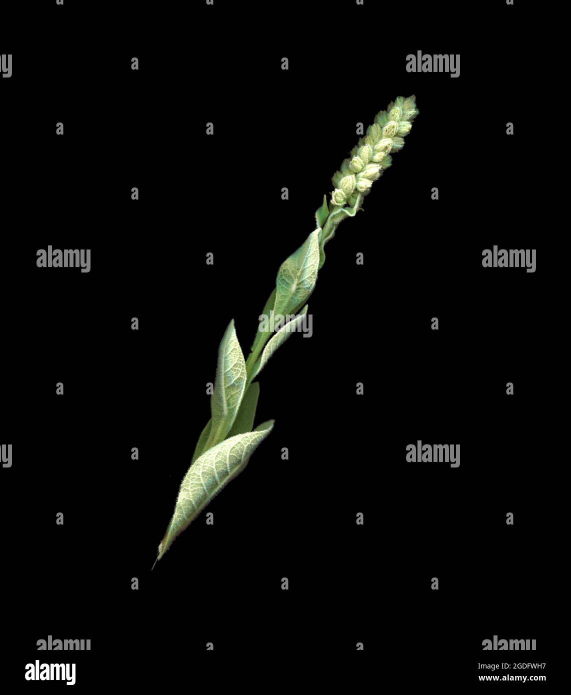 Common mullein flower hi-res stock photography and images - Alamy