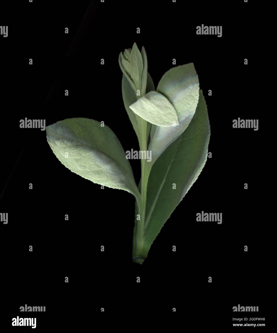 Leaf unfolding hi-res stock photography and images - Alamy