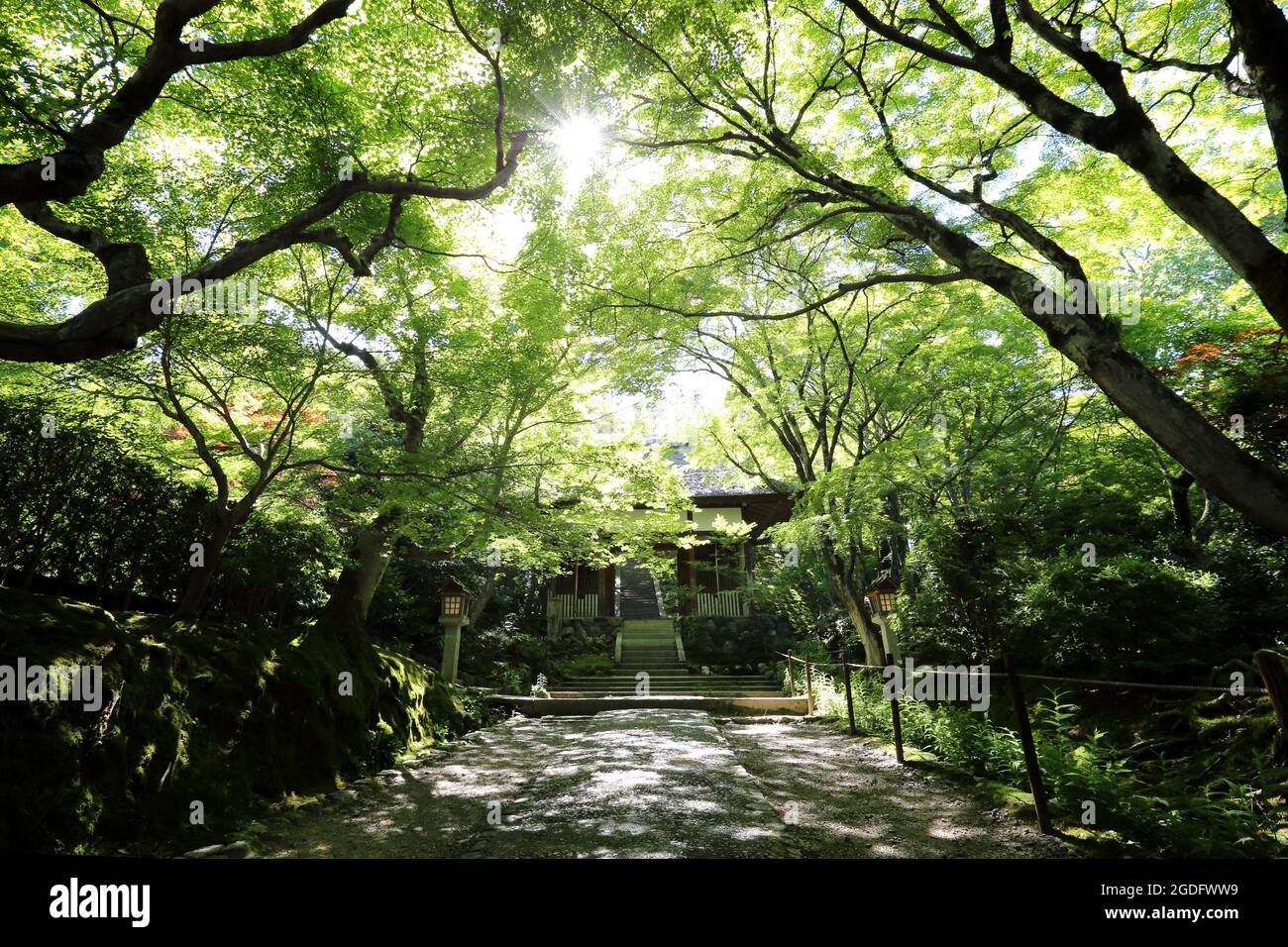 Japanese walkway in green Garden trees Stock Photo - Alamy