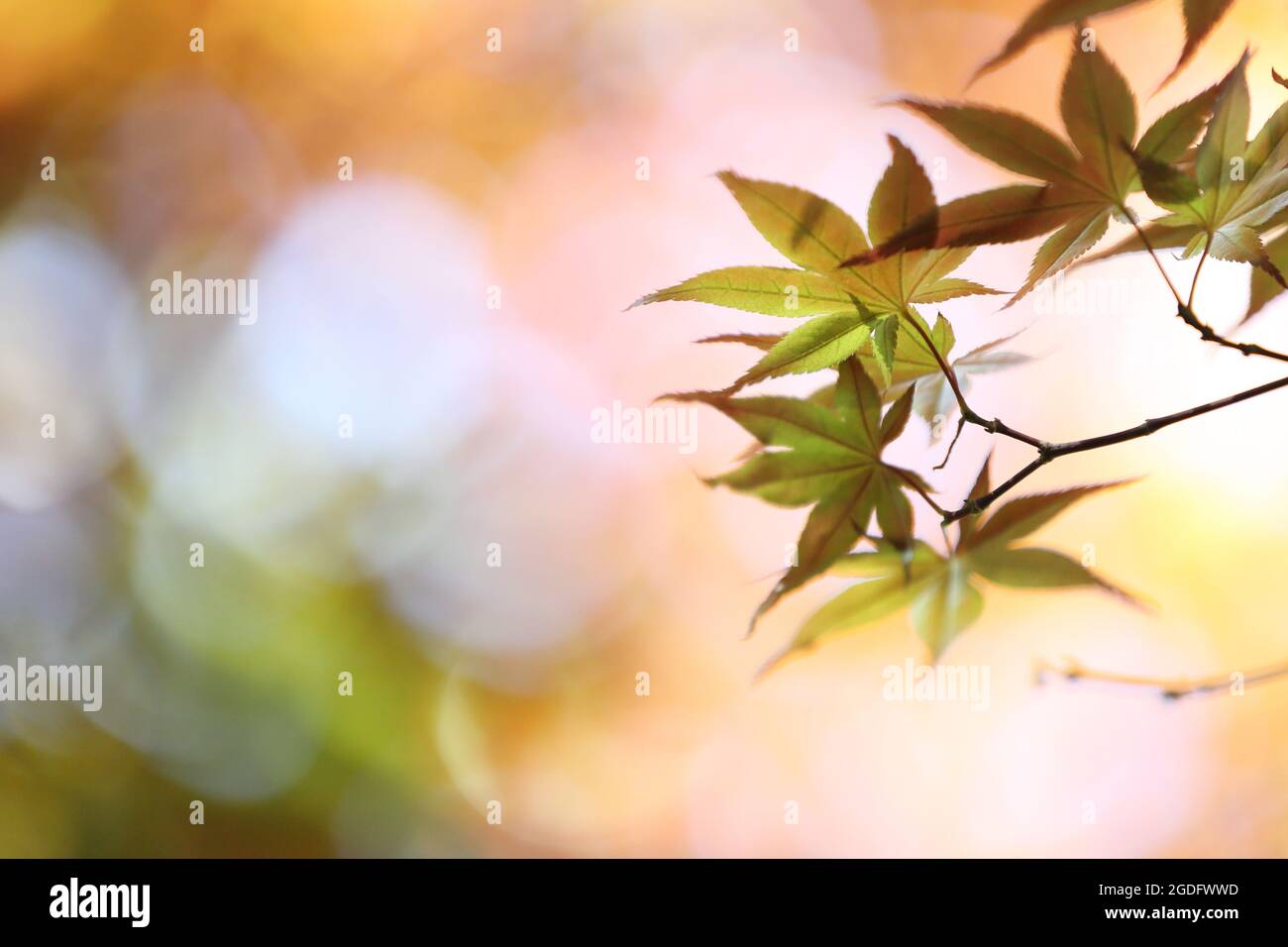 maples leafs background Stock Photo - Alamy