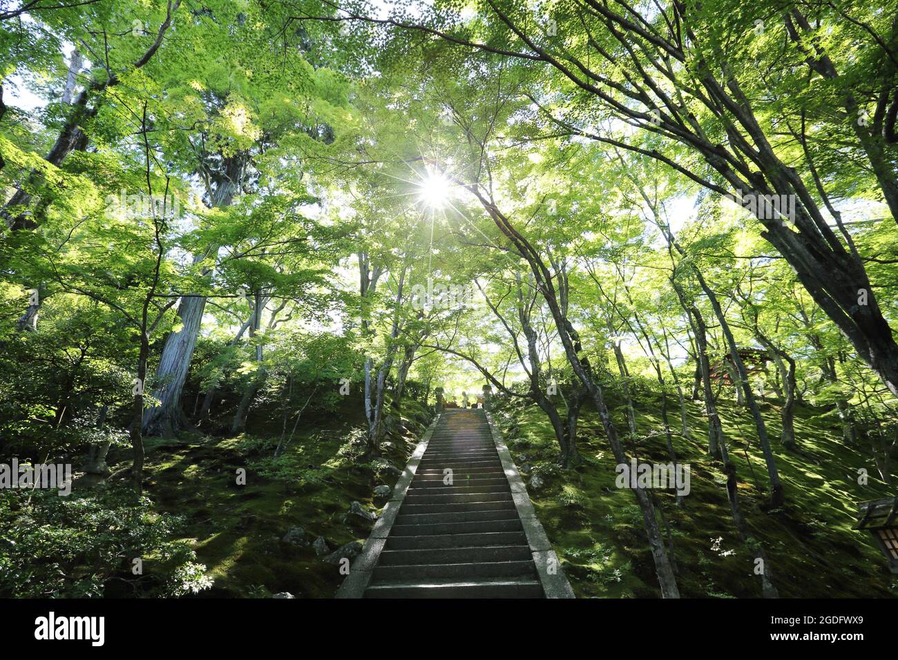 Japanese walkway in green Garden trees Stock Photo - Alamy