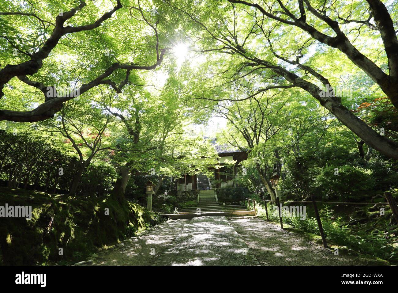 Japanese walkway in green Garden trees Stock Photo - Alamy