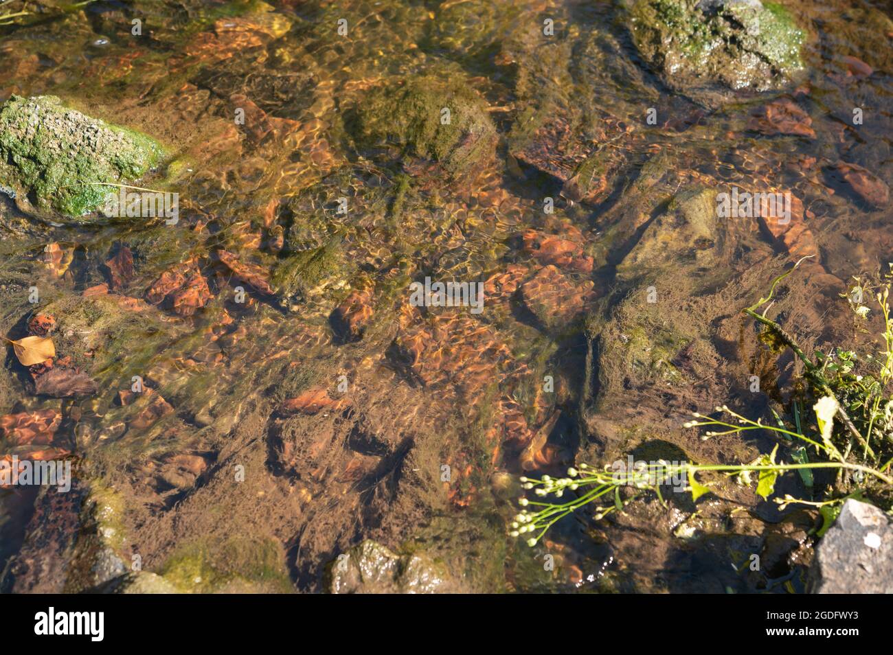 Prolific growth of green algae growing in stream polluted by frequent ...