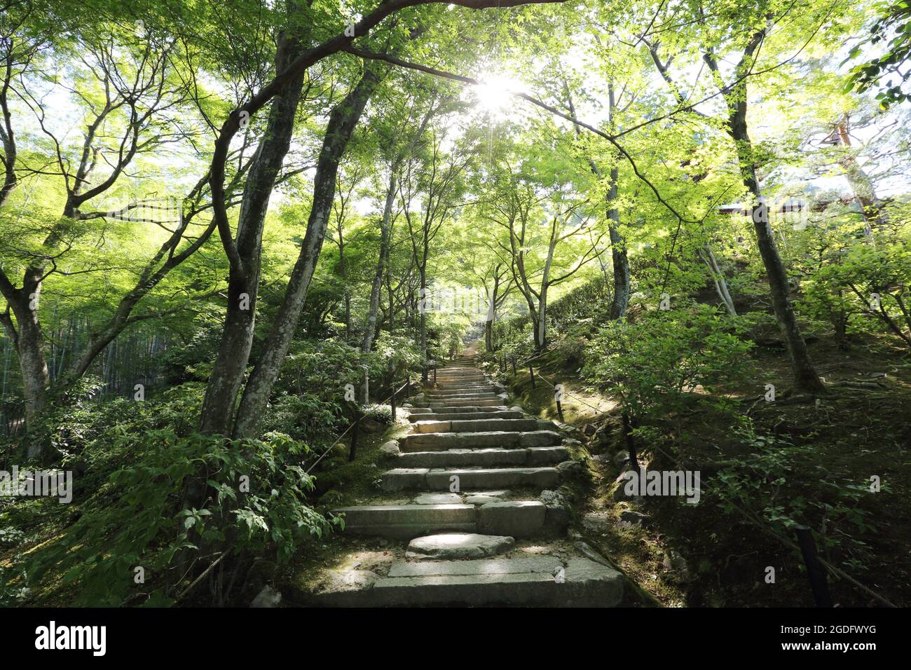 Japanese walkway in green Garden trees Stock Photo - Alamy