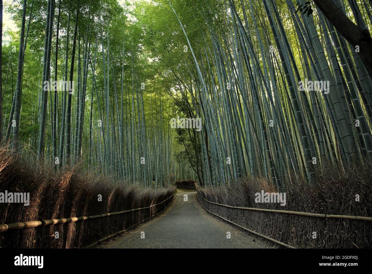 Bamboo Forest with walkway in Kyoto Japan Stock Photo - Alamy