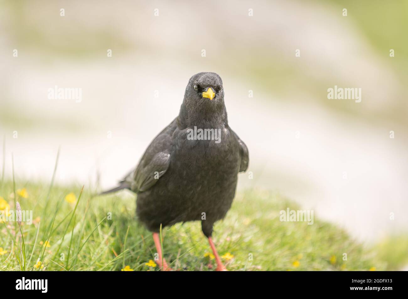 An Alpine chough ,Pyrrhocorax graculus or chova piquigualda, a black ...
