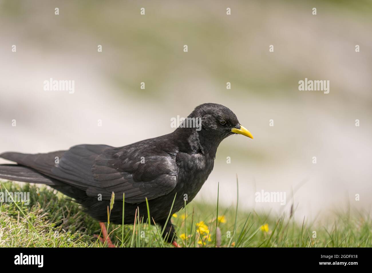 An Alpine chough ,Pyrrhocorax graculus or chova piquigualda, a black ...
