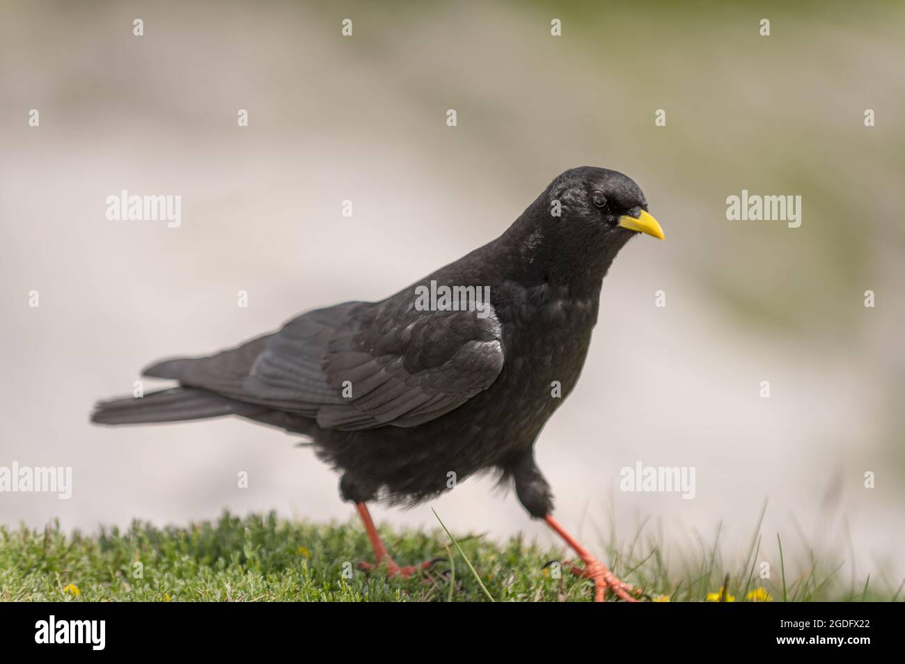 An Alpine chough ,Pyrrhocorax graculus or chova piquigualda, a black ...