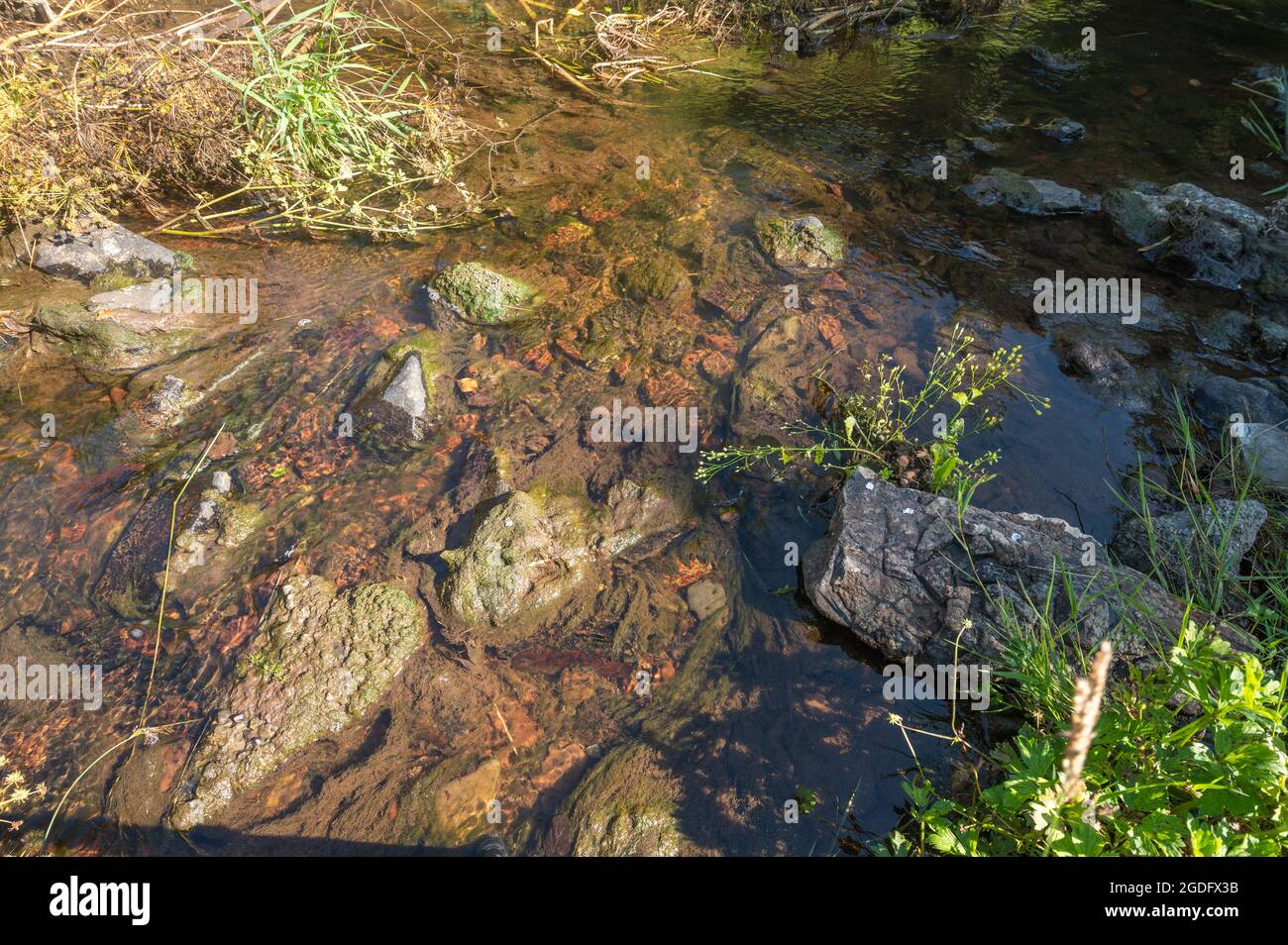 Prolific growth of green algae growing in stream polluted by frequent ...