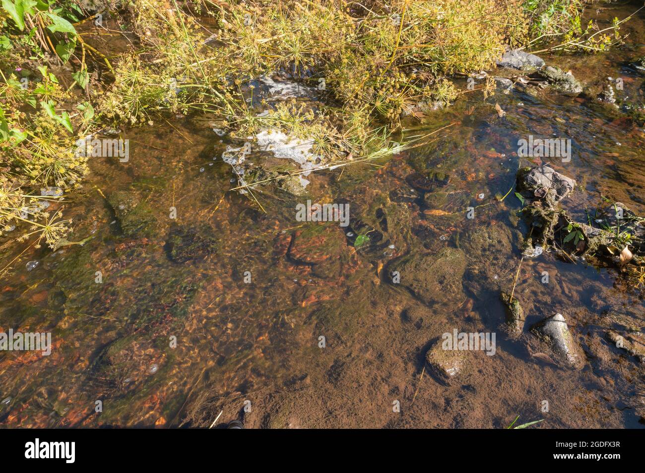 Prolific growth of green algae growing in stream and foam polluted by ...
