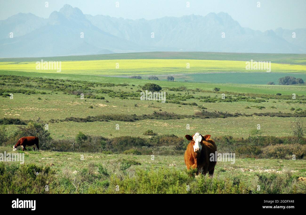 Large green field with brown cows during daylight Stock Photo - Alamy