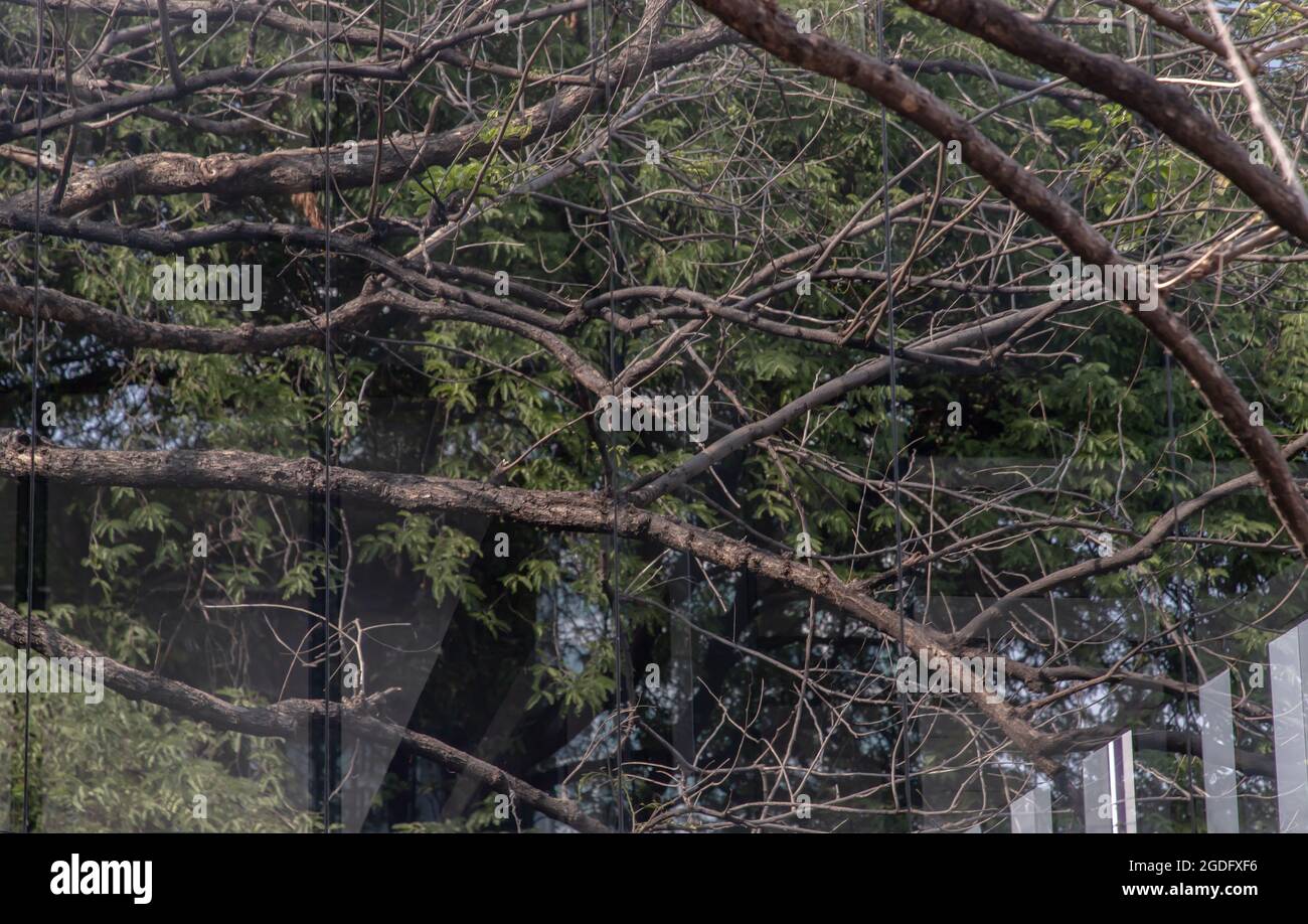 The details of tree branches and green leaf reflecting in the window ...