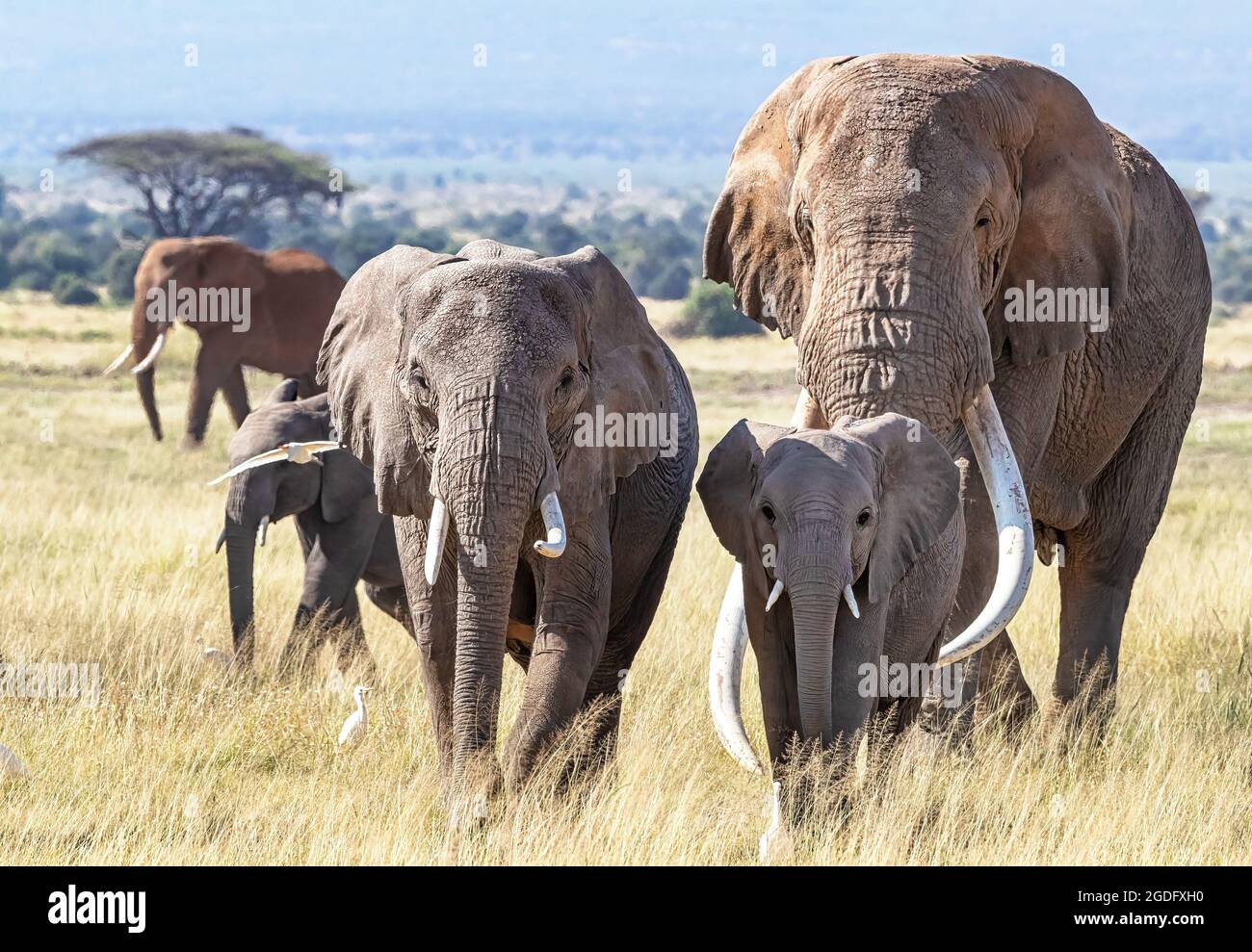 Herd of African Elephants, loxodonta africana, walking through the ...
