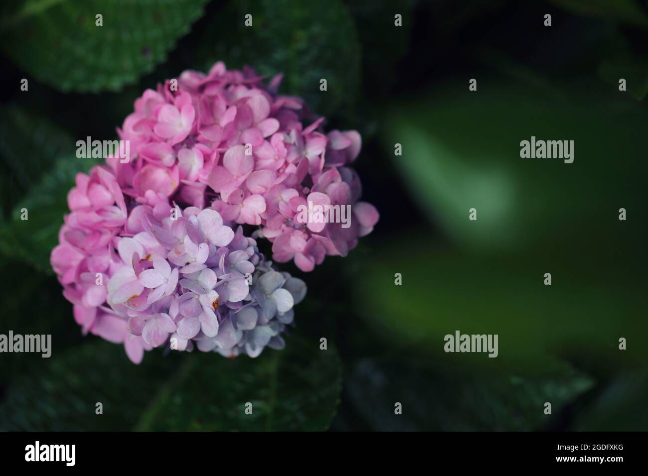 hydrangea flower in close up Stock Photo - Alamy