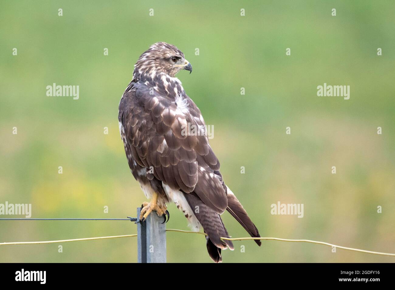 Common buzzard sitting on a pile Stock Photo - Alamy