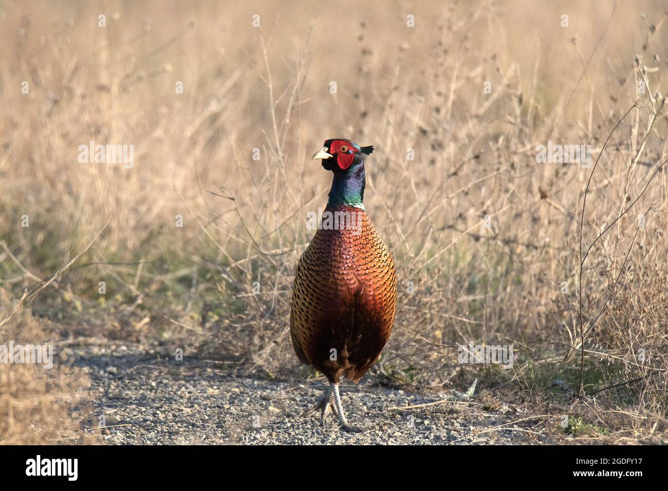Male Common pheasant Stock Photo - Alamy