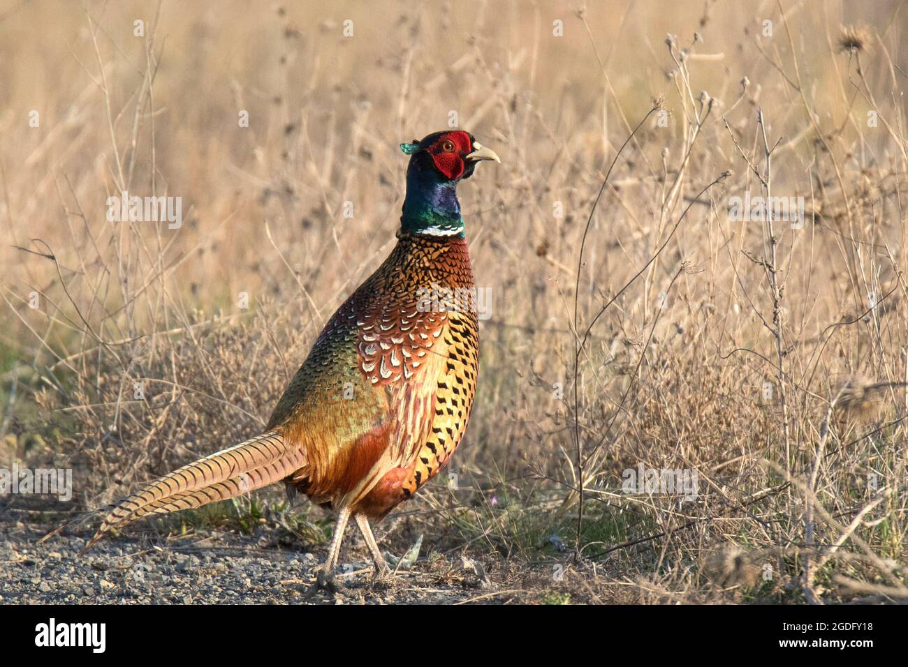 Male Common pheasant Stock Photo - Alamy