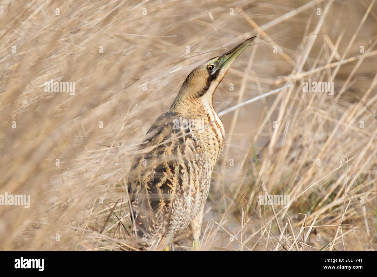 Eurasian bittern hi-res stock photography and images - Alamy