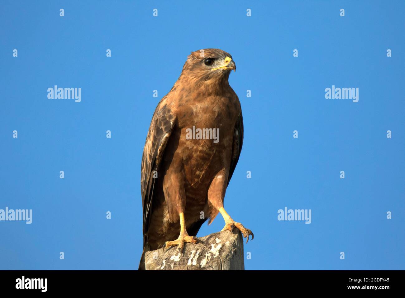 Common buzzard sitting on a pile Stock Photo - Alamy