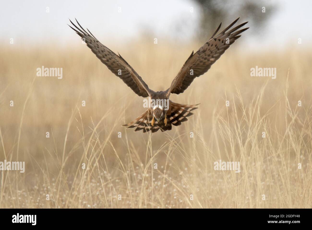 Female Montagu's harrier (Circus pygargus Stock Photo - Alamy