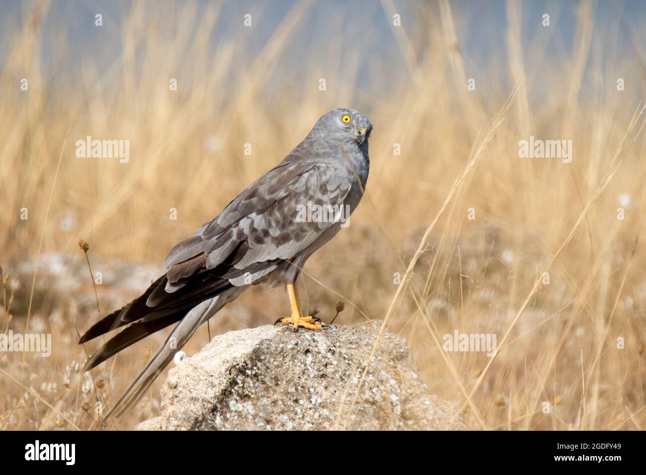 Male Montagu's harrier (Circus pygargus Stock Photo - Alamy