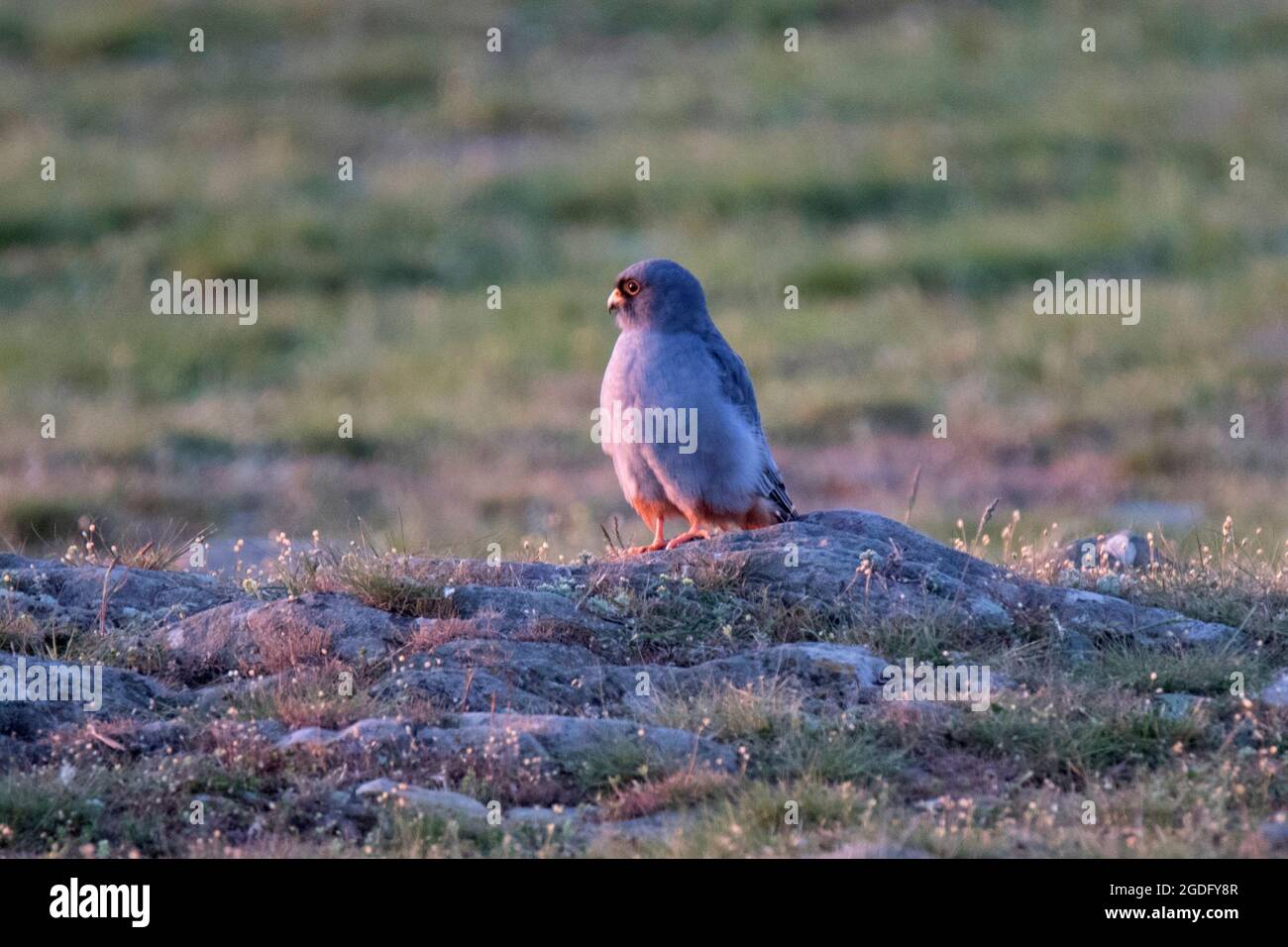 Stunning falcon hi-res stock photography and images - Alamy