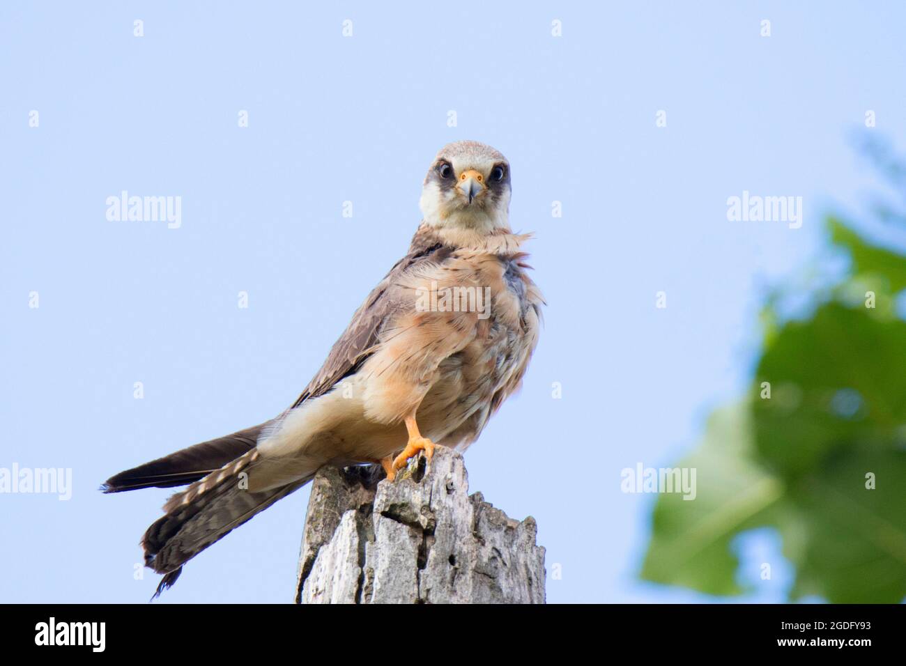Female Red-footed falcon Stock Photo - Alamy