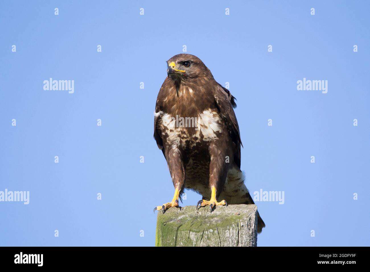 Common buzzard sitting on a pile Stock Photo - Alamy