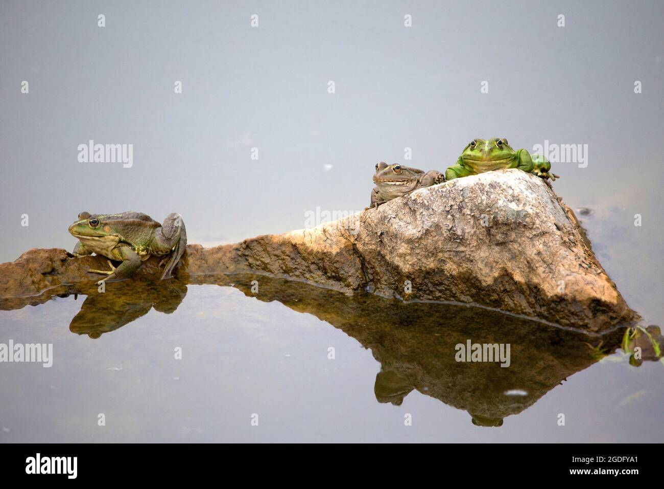 Marsh frogs hi-res stock photography and images - Alamy