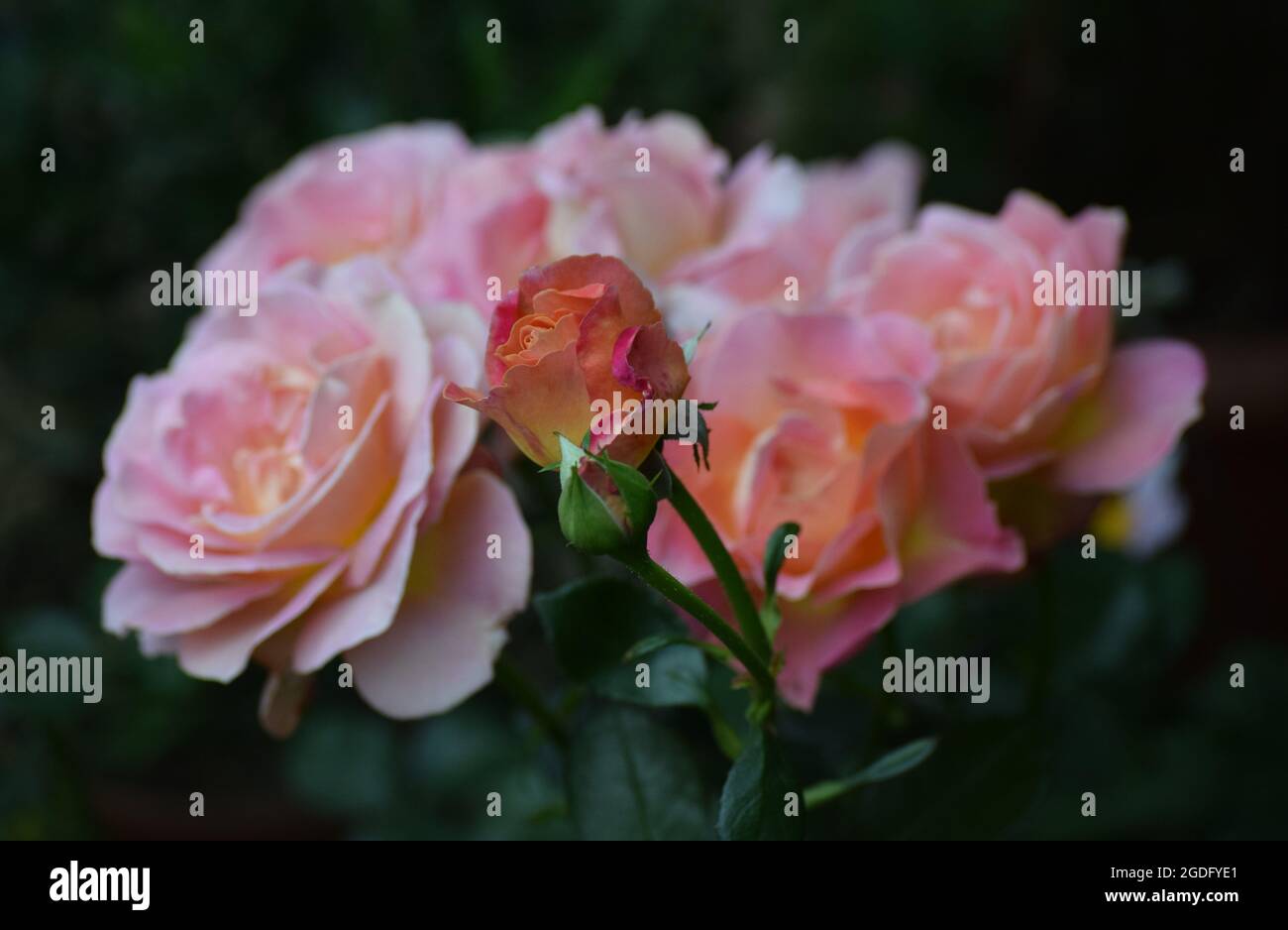 Closed roses hi-res stock photography and images - Alamy