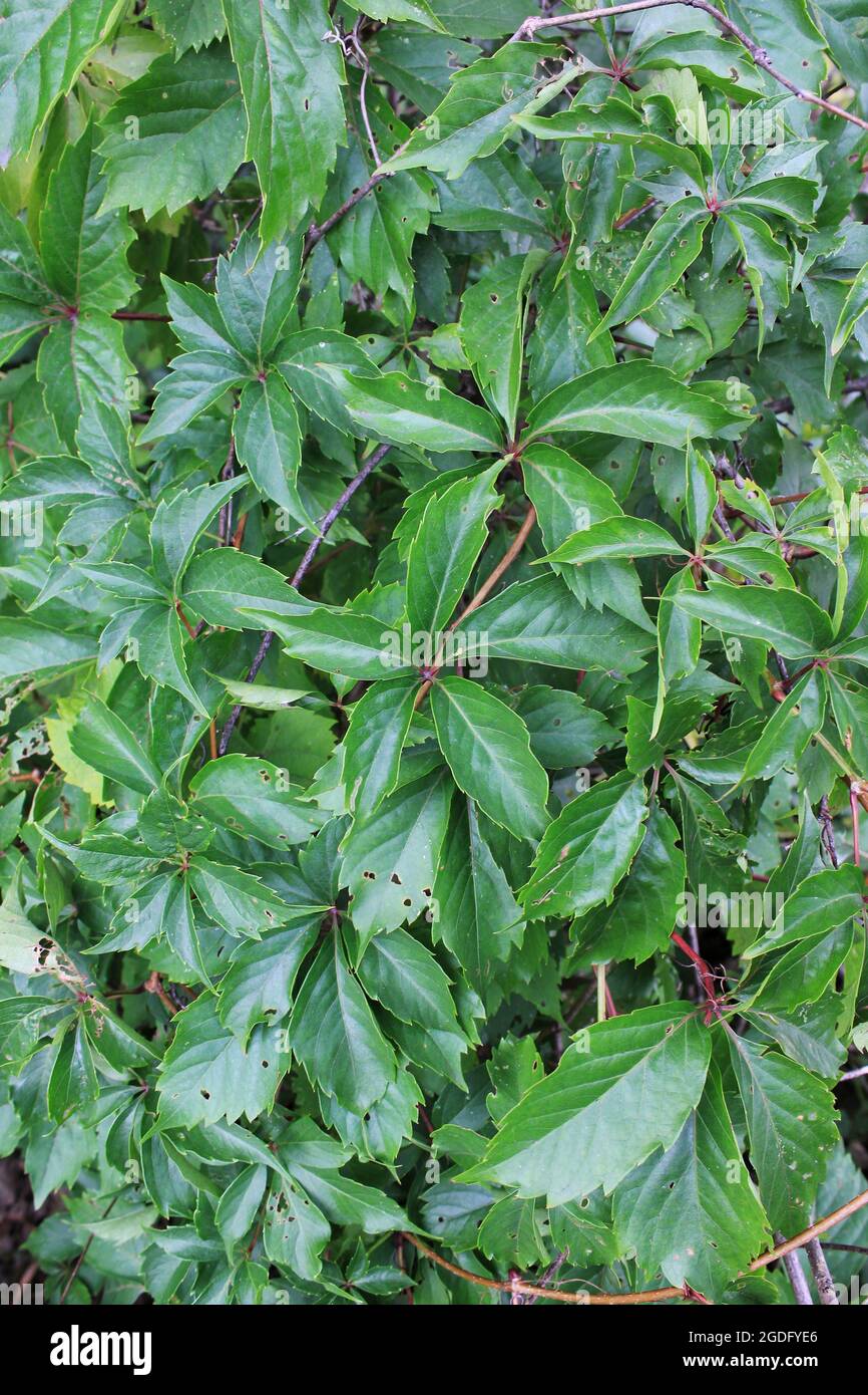 Poison Oak Vine