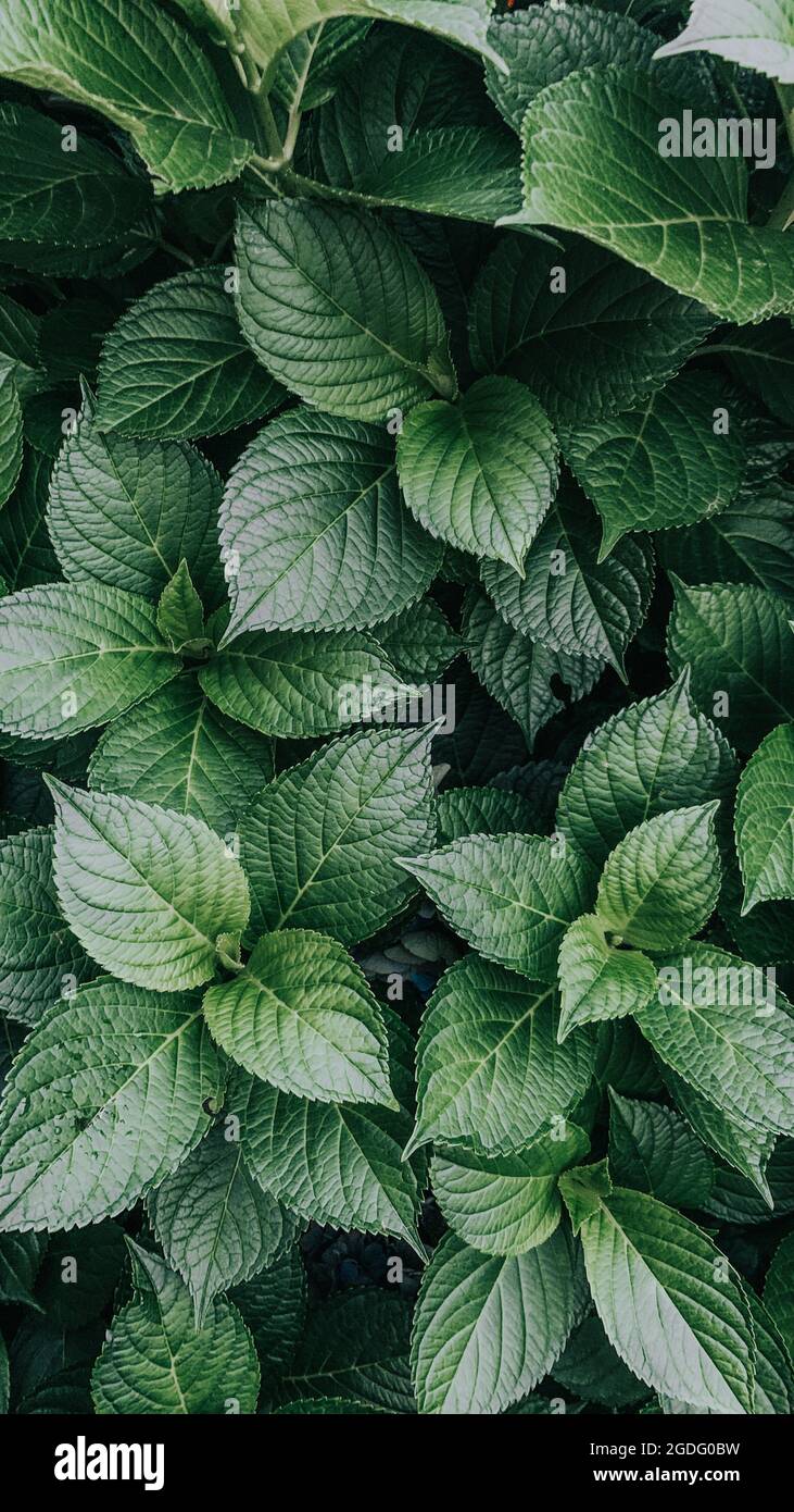 Vertical shot of fresh green leaves Stock Photo - Alamy