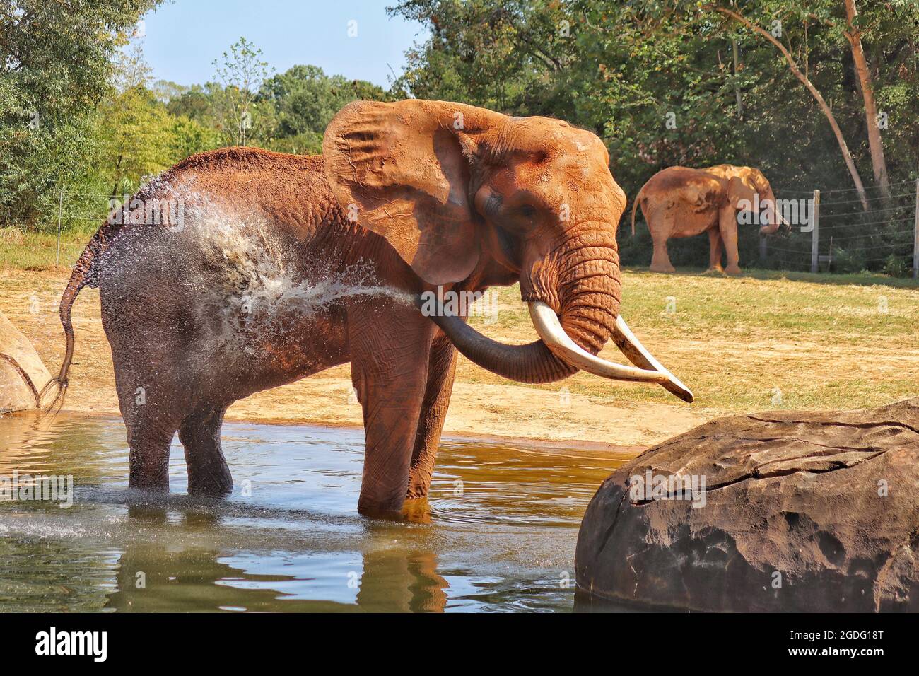 Asian elephant drinking water from a lake Stock Photo - Alamy