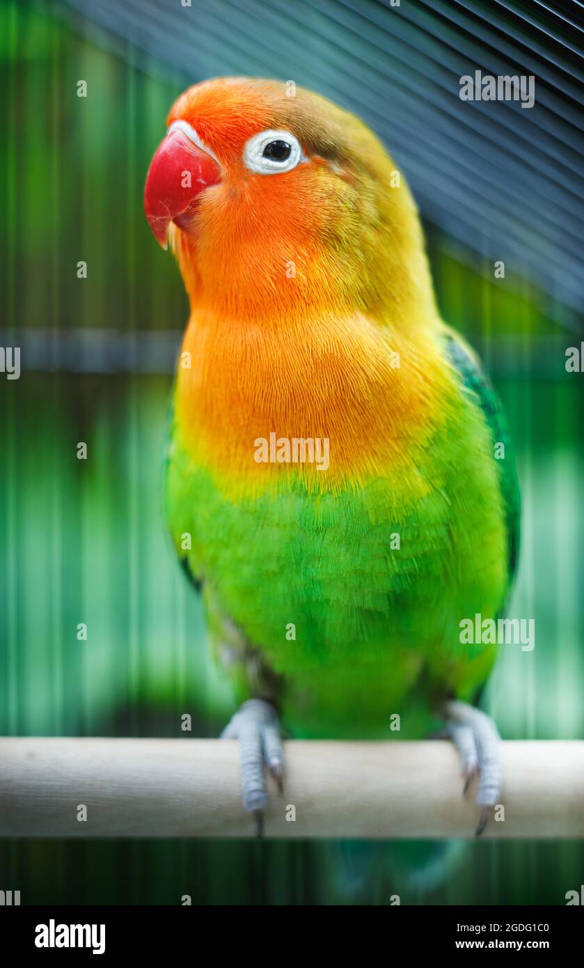Lovebird portrait hi-res stock photography and images - Alamy