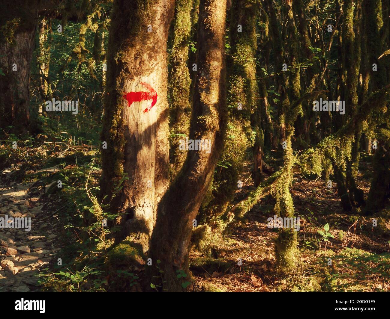 A red arrow is drawn on tree trunk, surrounded by a mossy forest ...