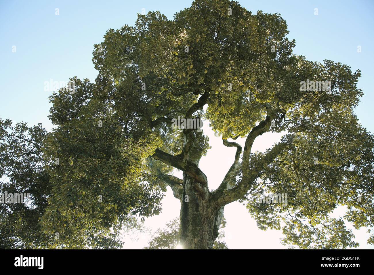 forest trees. nature green wood sunlight backgrounds Stock Photo - Alamy