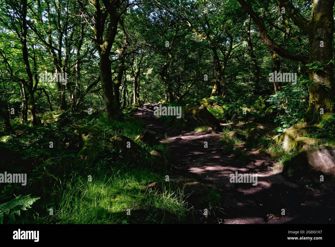 Uneven twisting path bordered by moss covered rocks and twisted ancient ...