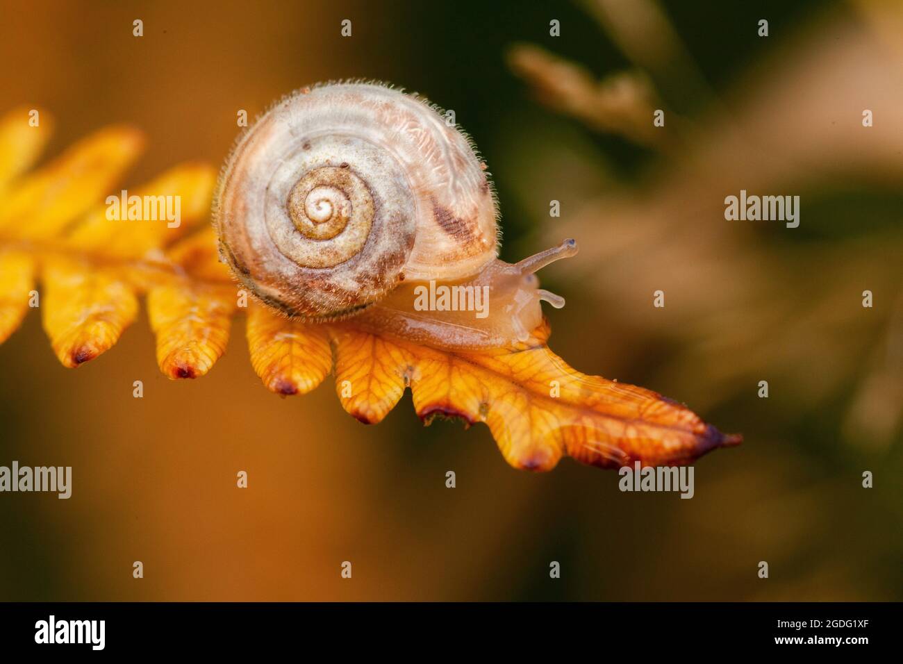 Beautiful little snail close up on the end of a brown fern leaf ...