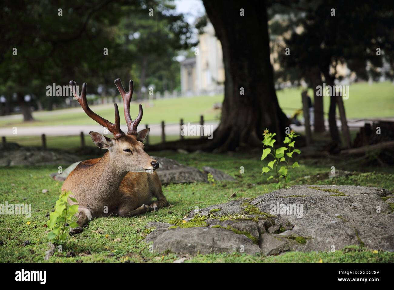 Deer in japanese culture hi-res stock photography and images - Alamy