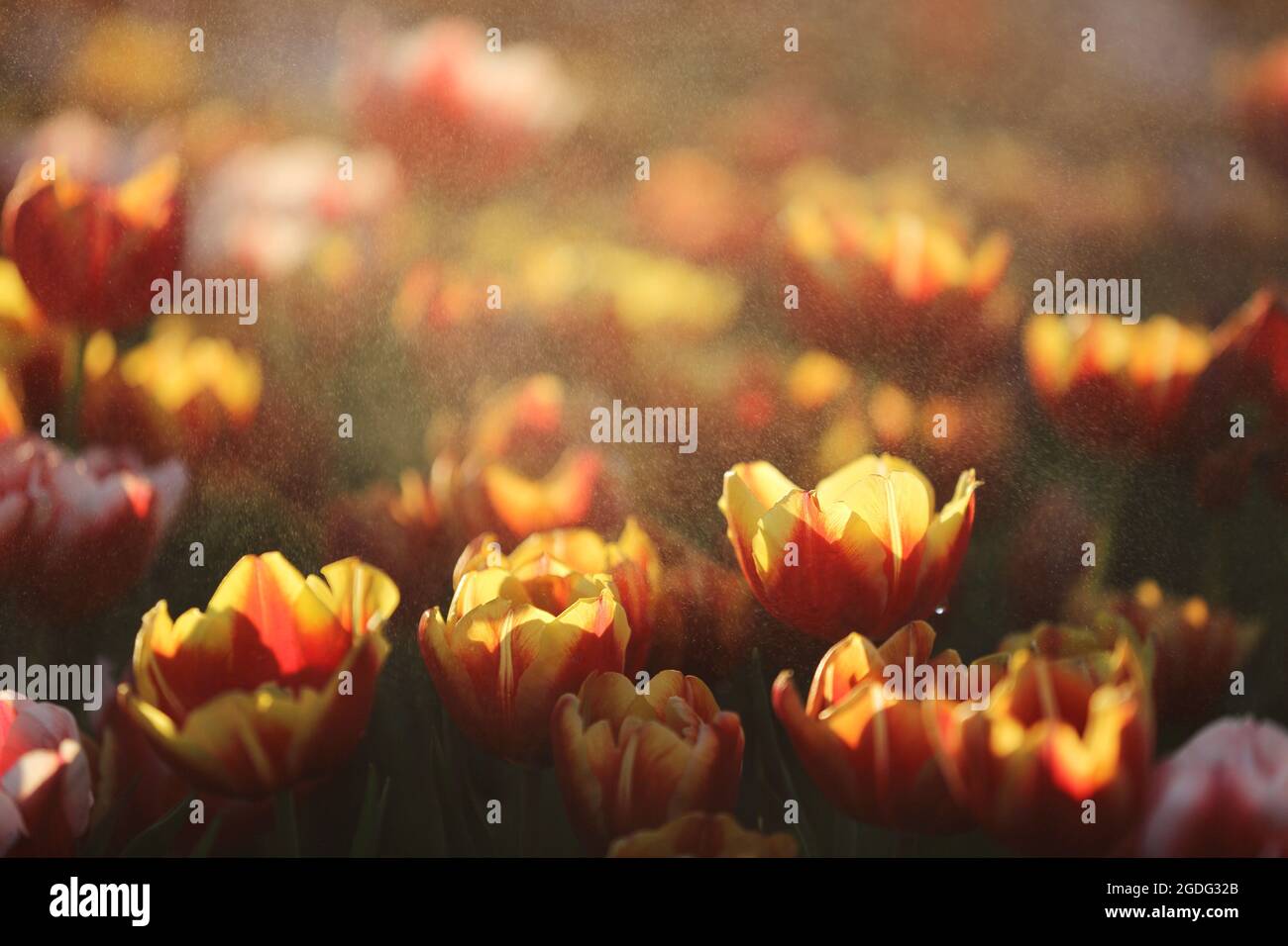 Tulip flowers in sunset and raindrop Stock Photo - Alamy