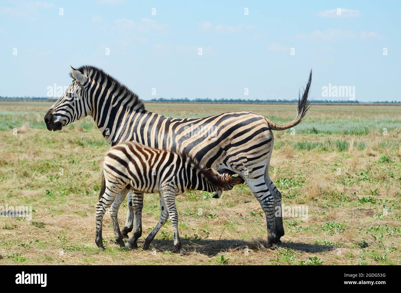 Zebra calf hi-res stock photography and images - Alamy