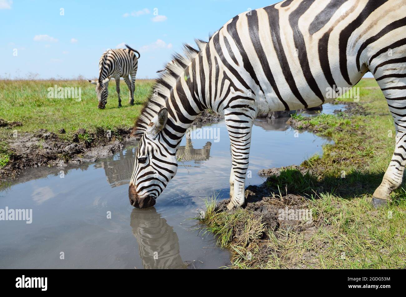 Zebra and water hi-res stock photography and images - Alamy