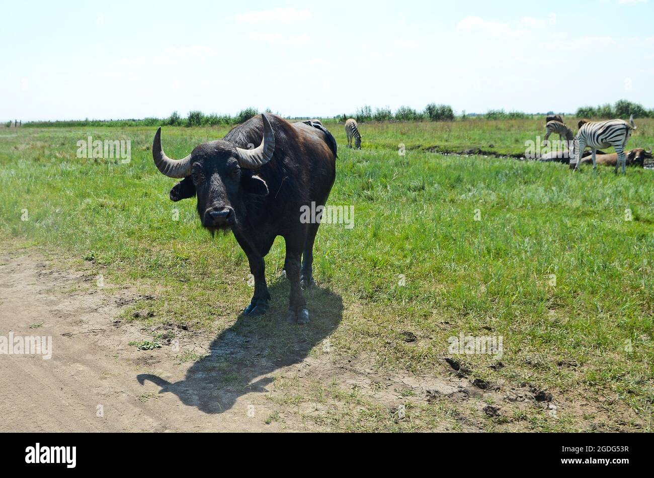 KHERSON REGION, UKRAINE - AUGUST 1, 2021 - A buffalo is pictured at the ...
