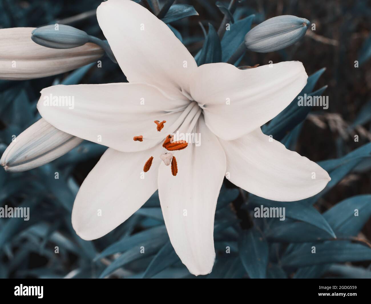 Single large lily flower. A flower with large petals Stock Photo - Alamy