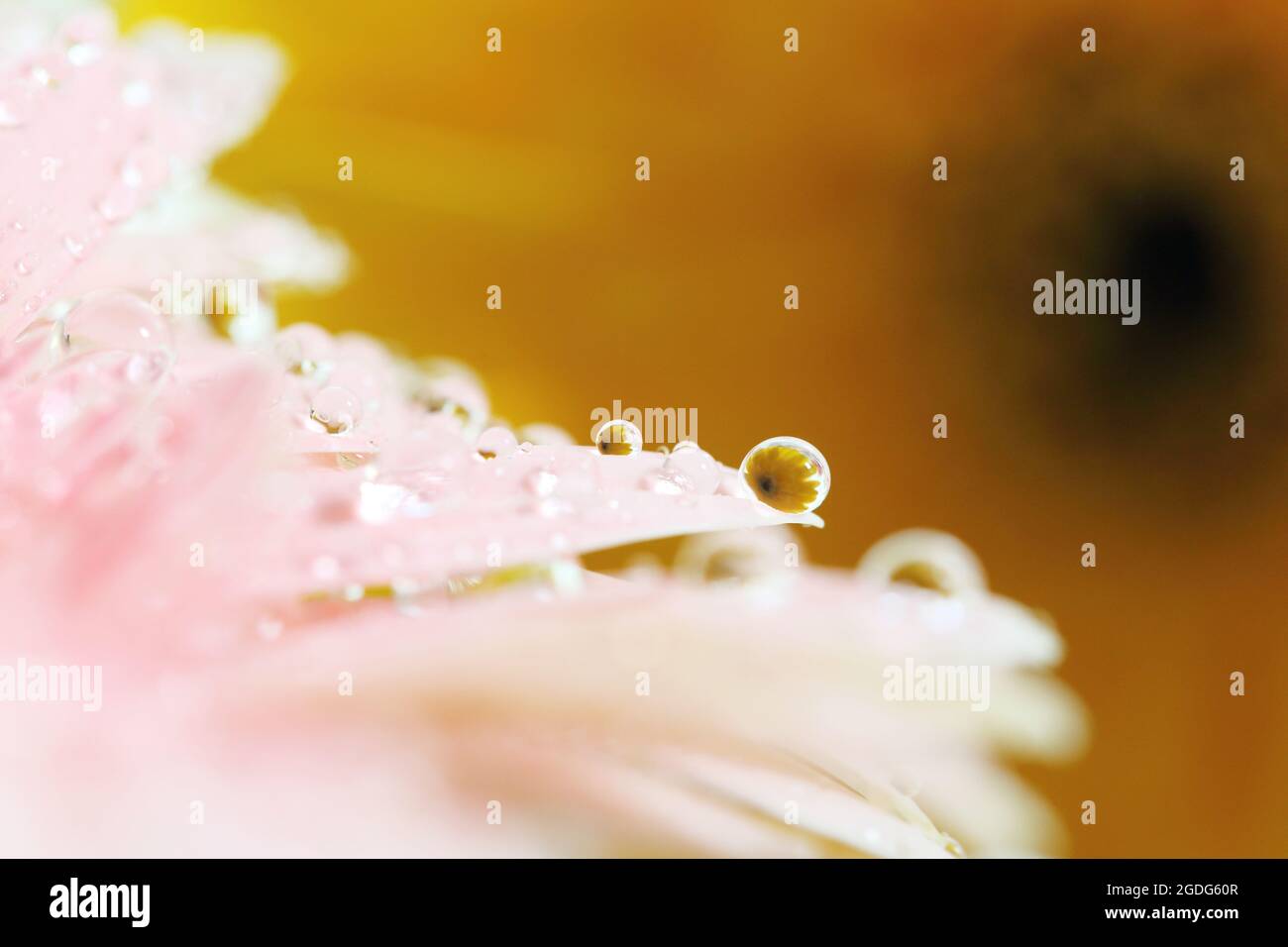 Gerbera flowers with raindrop Stock Photo - Alamy