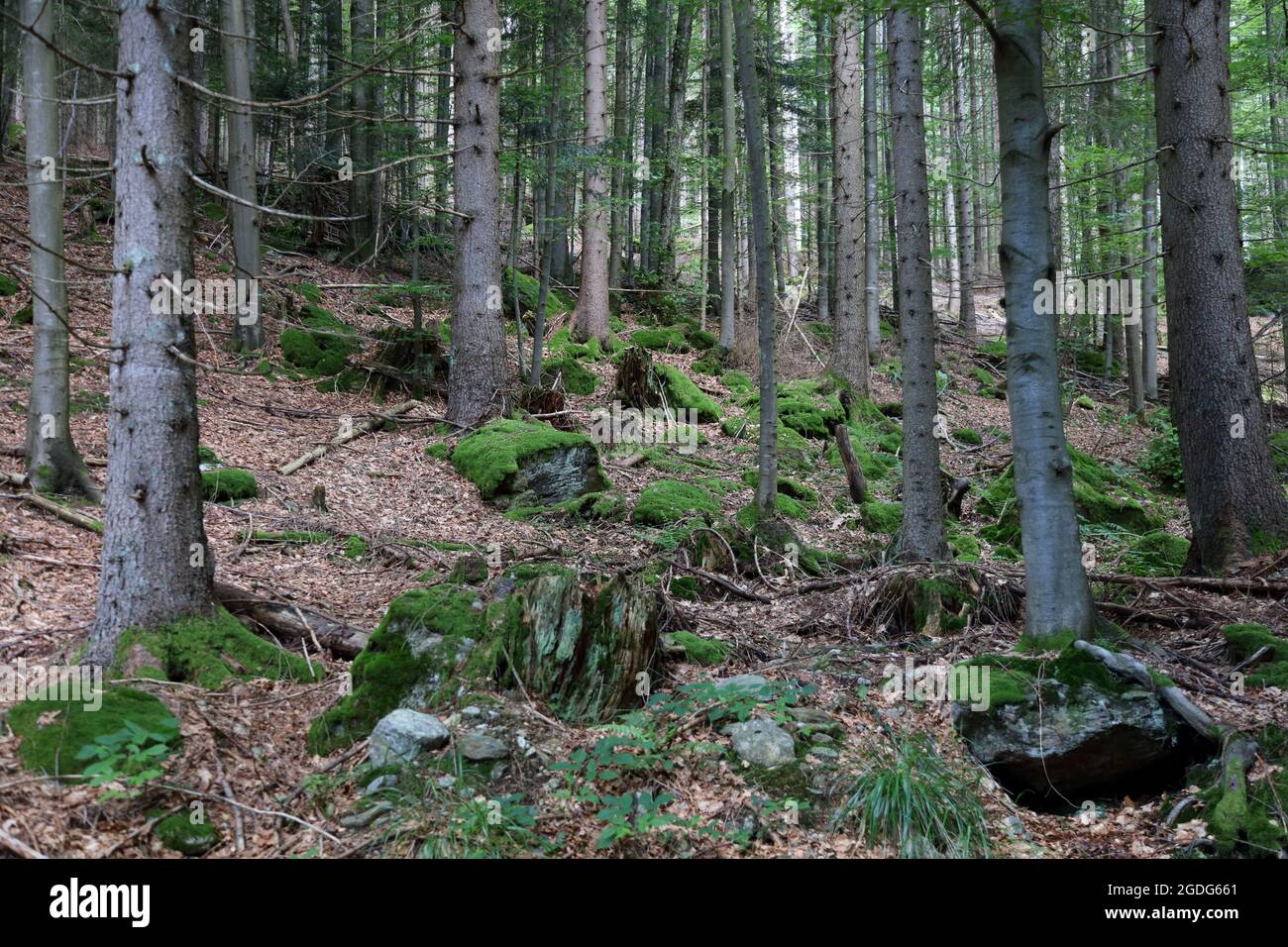 Landschaft Bayern - Bayrischer Wald / Landscape Bavaria - Bavarian ...