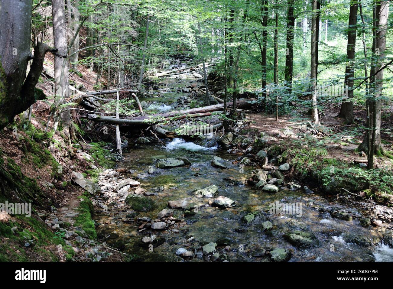 Landschaft Bayern - Bayrischer Wald - Riesbach / Landscape Bavaria ...