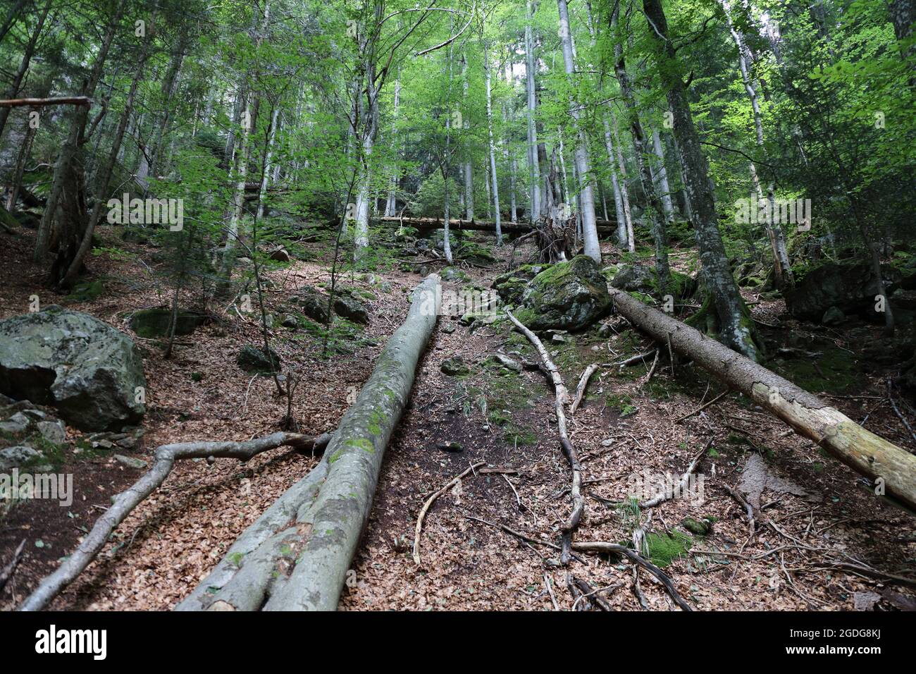 Landschaft Bayern - Bayrischer Wald / Landscape Bavaria - Bavarian ...