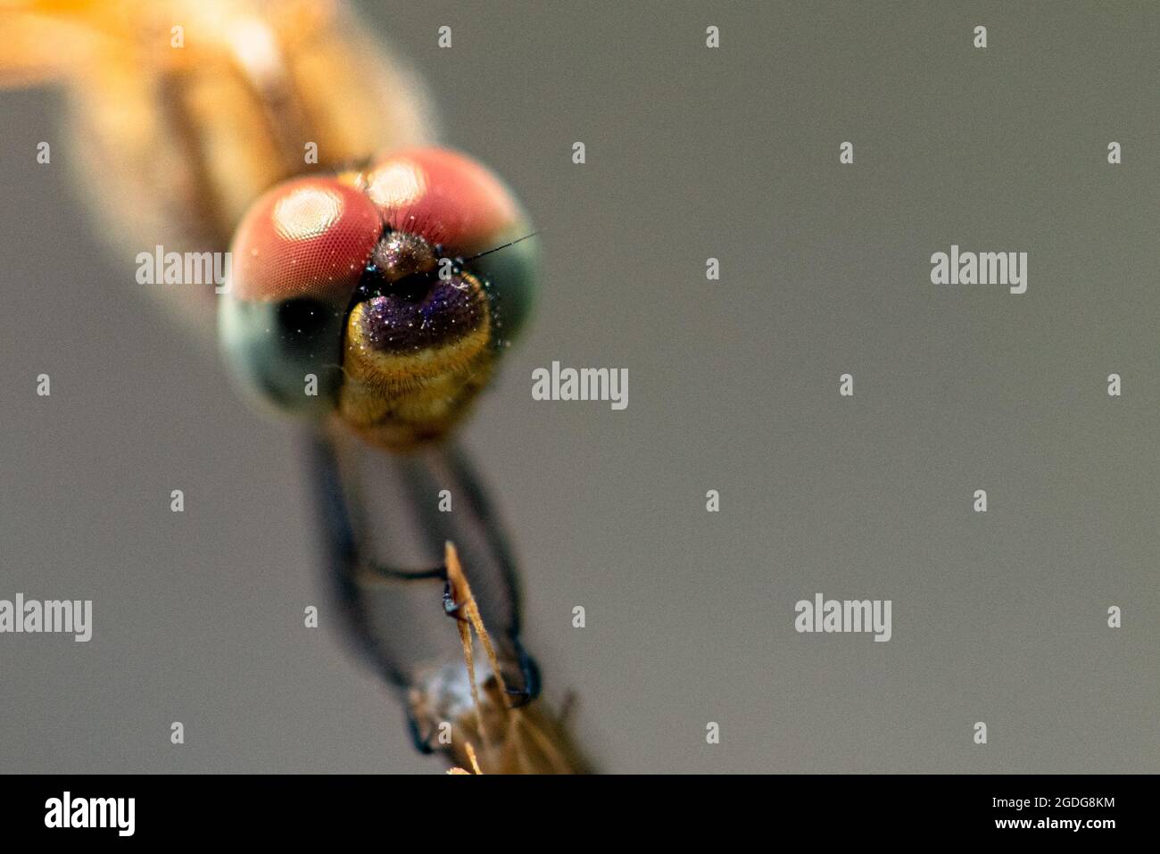 Closeup shot of the eyes of a dragonfly on a blurred background Stock ...
